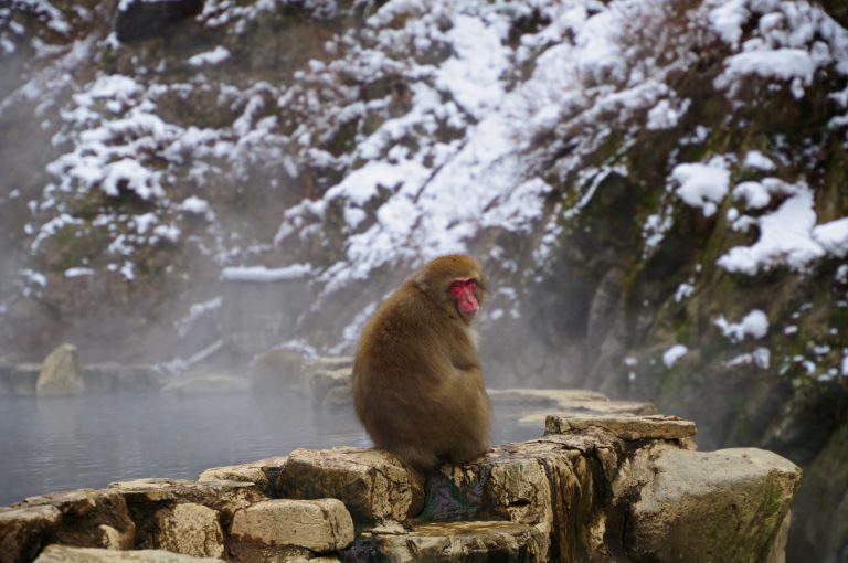 Snow Monkey Day Trips from Tokyo: The 3 Best Itineraries | o8Experience